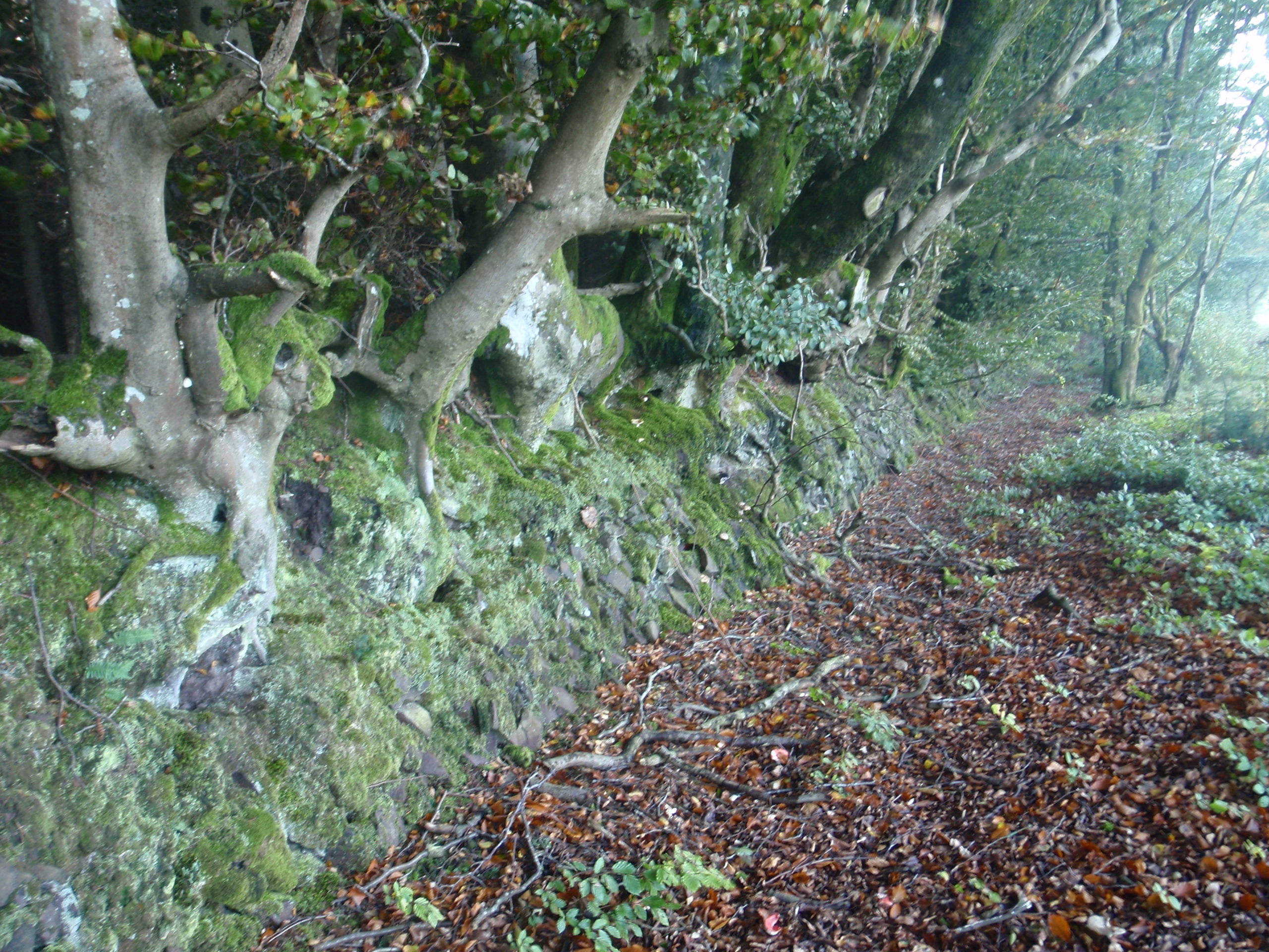 OLYMPUS DIGITAL CAMERA – Keith Badger